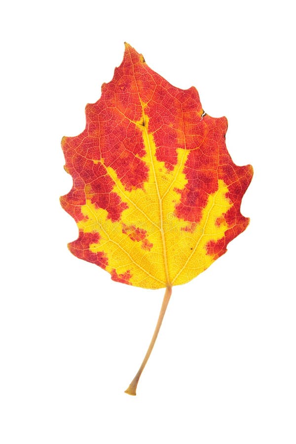 Red Autumn Aspen Leaf Isolated on White Stock Photo - Image of autumn ...