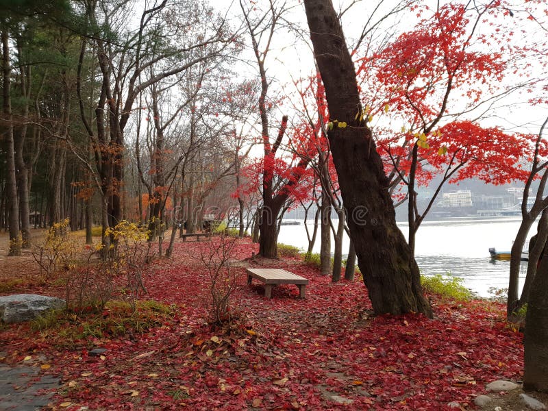The red autumn 2 stock image. Image of leaf, autumn - 131597425