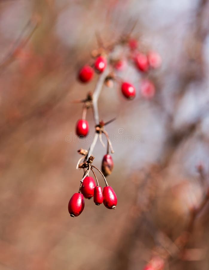 Red Autumn Berries in the Sunshine Stock Image - Image of brier ...