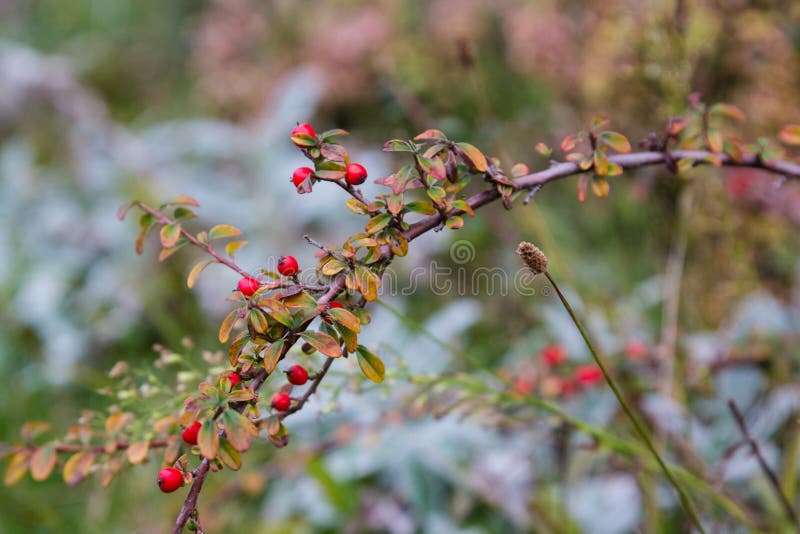 Red autumn berries stock photo. Image of leaves, seasonal - 79438616