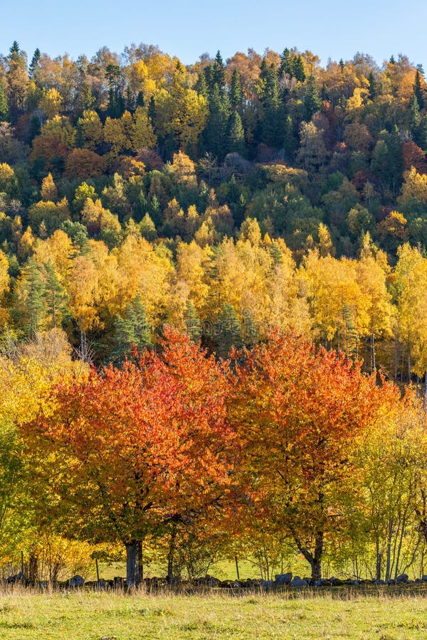 Red Autumn Colored Trees in a Meadow Stock Image - Image of colourful ...