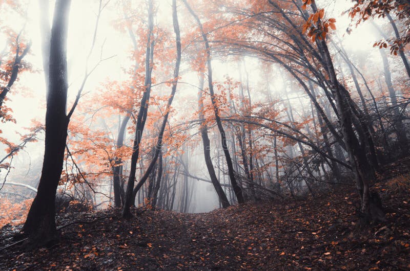 Red Autumn Enchanted Forest Stock Image - Image of enchanted, halloween ...