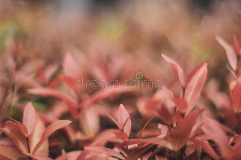 Autumn S Fiery Canvas: Red Fall Season Leaves in Nature S Embrace Stock ...