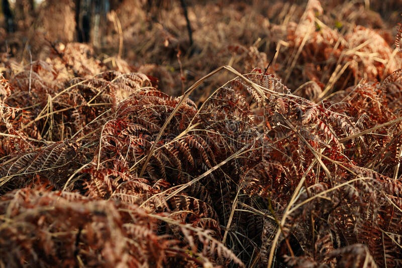 Red Autumn Fern in the Forest, Autumn Background. View from Above Stock ...