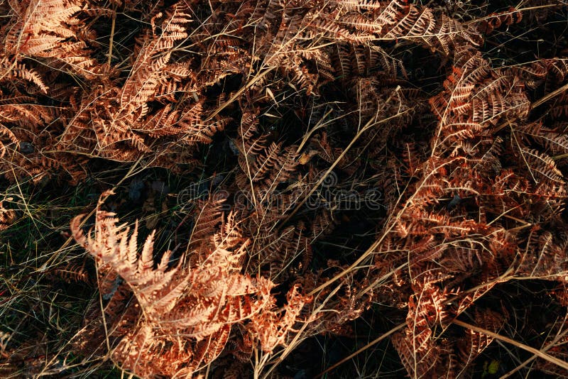 Red Autumn Fern in the Forest, Autumn Background. View from Above Stock ...