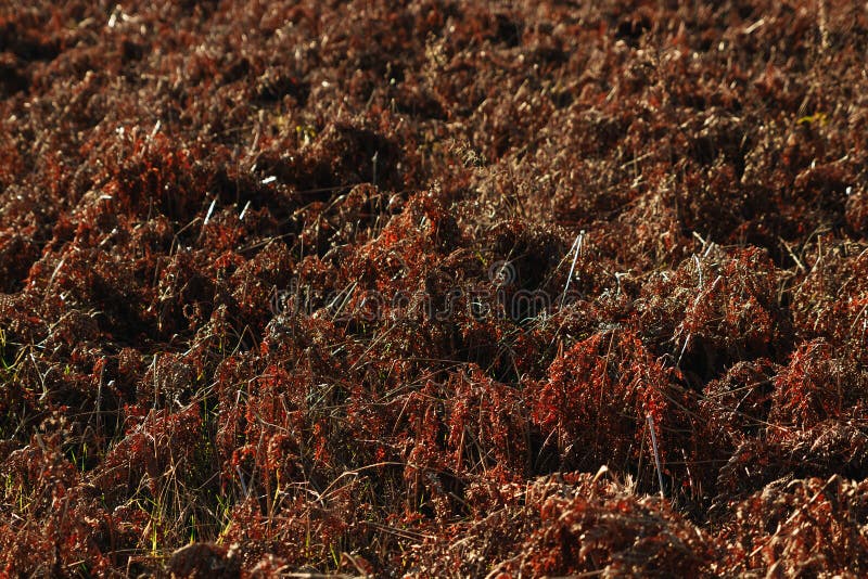 Red Autumn Fern in the Forest, Autumn Background. View from Above Stock ...