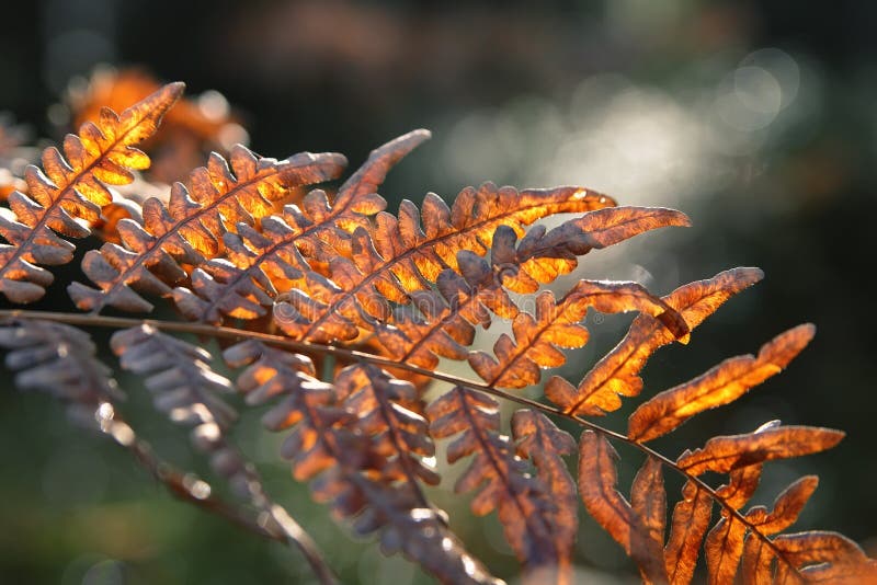Autumn Fern stock image. Image of vein, wilderness, trees - 693227