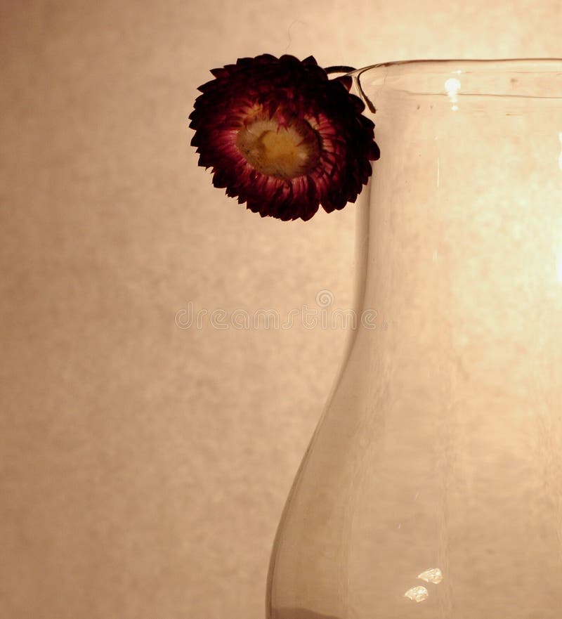 Flower Simply Tilting Stock Photos - Free & Royalty-Free Stock Photos ...