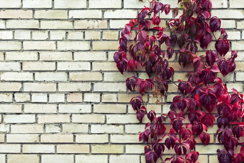 Red Autumn Foliage on Brick Wall Stock Photo - Image of plant ...