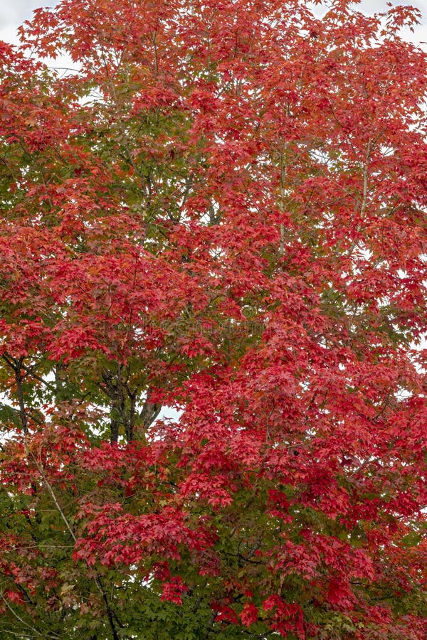 Red Autumn Foliage on a Maple Tree Stock Image - Image of detail ...