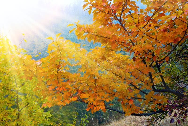 Red autumn forest stock image. Image of scene, thicket - 17026387