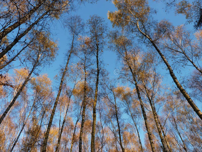 Red Autumn Forest. Treetops. Blue Sky. Stock Photo - Image of forest ...