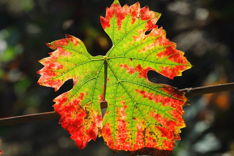 Red autumn grape leaves stock image. Image of season, beautiful - 3198337