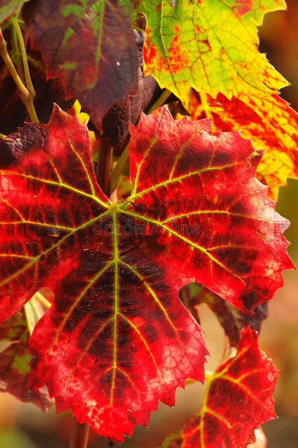 Red autumn grape leaves stock photo. Image of beaujolais - 3275448