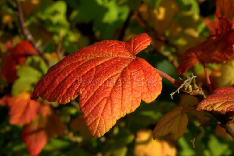 Red Autumn leaf stock photo. Image of shrub, leaf, lawn - 11056582