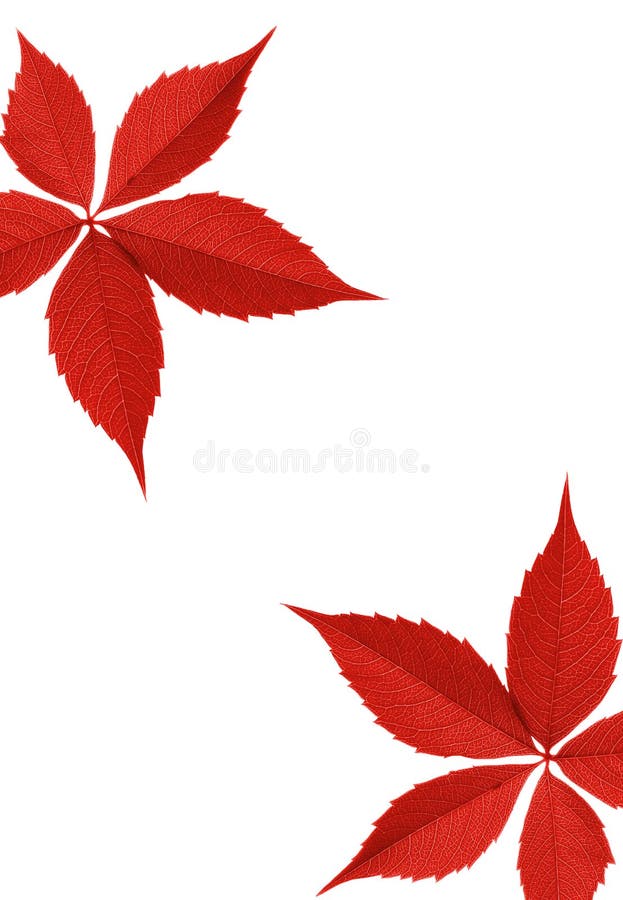 Red autumn leaf border stock photo. Image of autumn, frame - 2967728