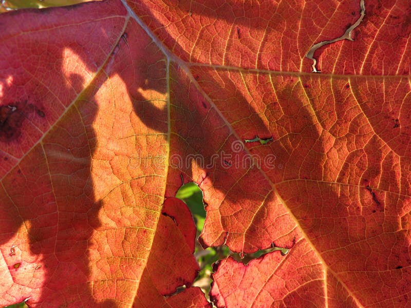 Red Autumn Leaf Close-up in November Stock Photo - Image of november ...