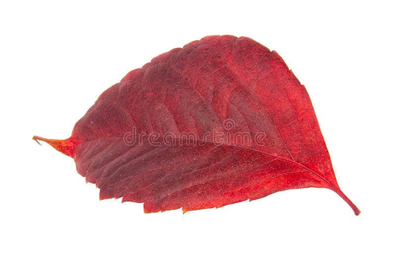 Red Autumn Leaf Isolated on the White Stock Photo - Image of fall ...