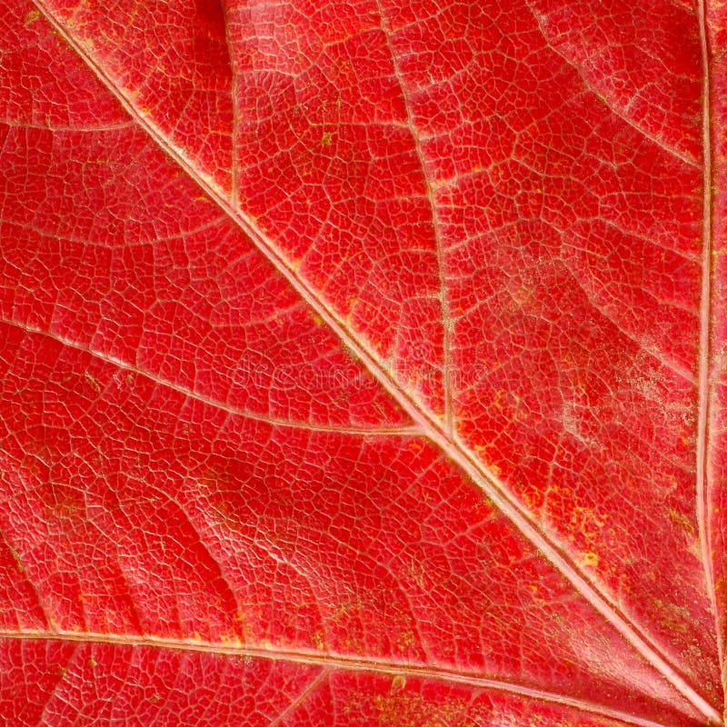 Red autumn leaf texture stock photo. Image of vein, line - 26577884