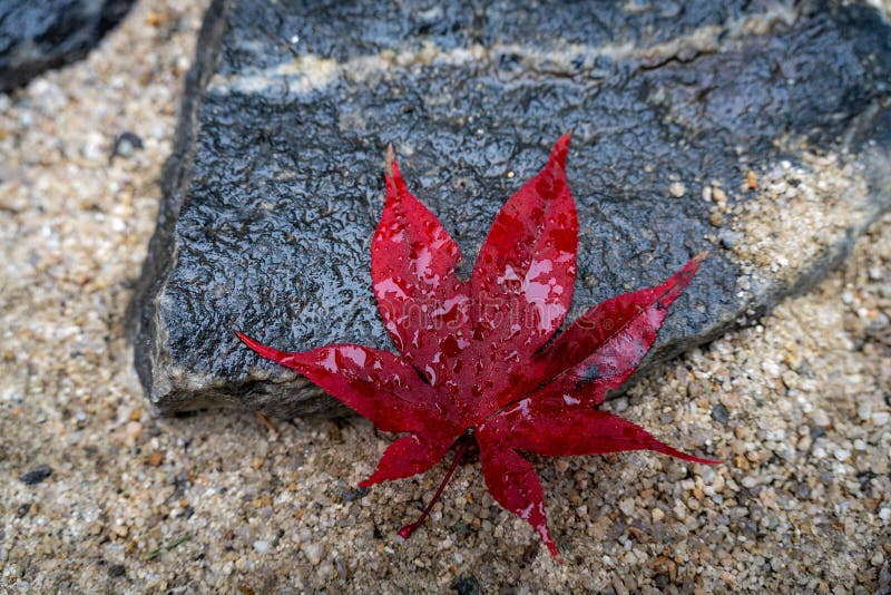 Red Autumn Leaf with Water Drops on Rock Stock Image - Image of foliage ...