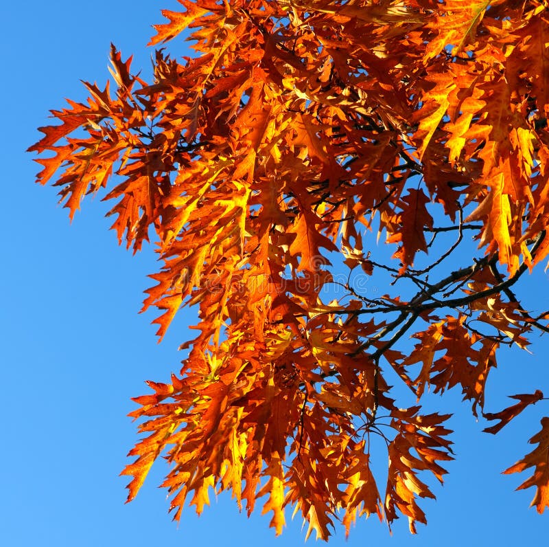 Red autumn leaves stock photo. Image of background, color - 10505410