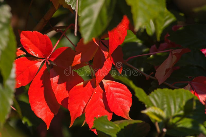 Red Autumn leaves 6399 stock photo. Image of growing - 199182580