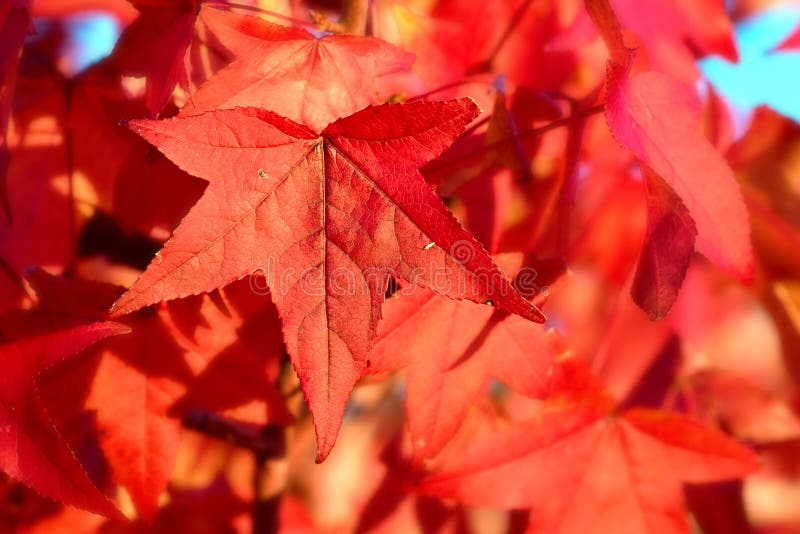Red autumn leaves stock image. Image of outdoors, autumn - 6060749