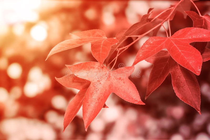 Red Autumn Leaves Background Stock Photo - Image of leaves, backdrop ...