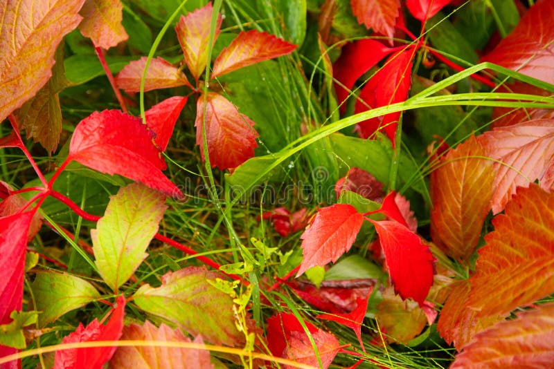 Red Autumn Leaves Background Stock Image - Image of outdoors, bright ...