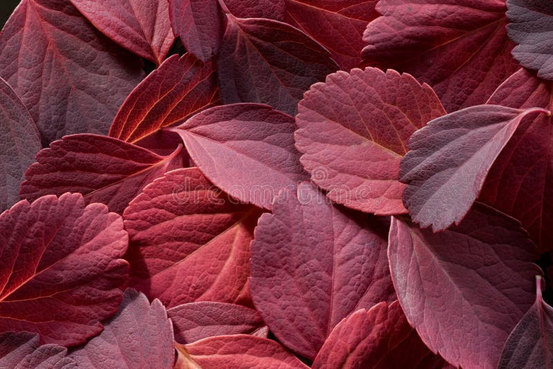 Red Autumn Leaves Backround Stock Photo - Image of leaf, nature: 127980476