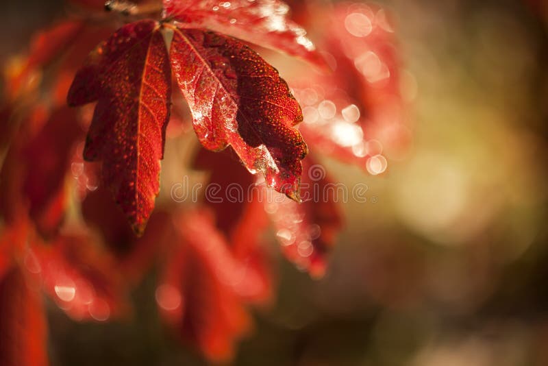 Red autumn leaves stock photo. Image of leaf, beautiful - 61891082