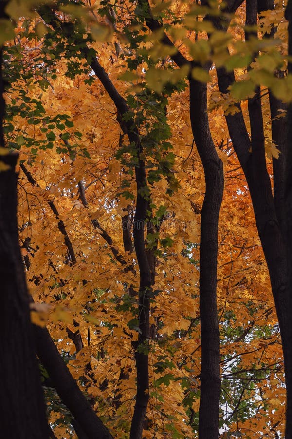Red Autumn Leaves and Black Tree Trunks Stock Photo - Image of bright ...