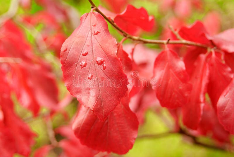 Red autumn leaves stock photo. Image of bright, branch - 33877200
