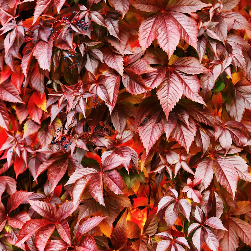 Red autumn leaves stock image. Image of falling, climbing - 87446077