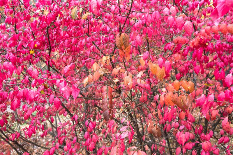 Red Autumn Leaves on the Bush Stock Photo - Image of bush, park: 46242454