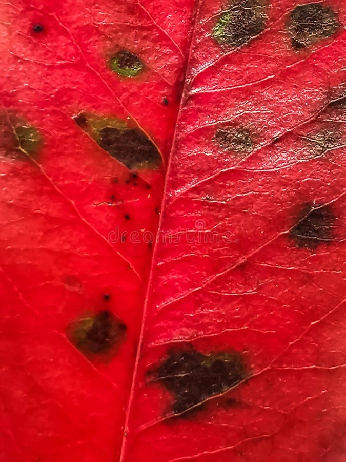 Red Autumn Leaves Closeup Texture Stock Image - Image of flower, maple ...