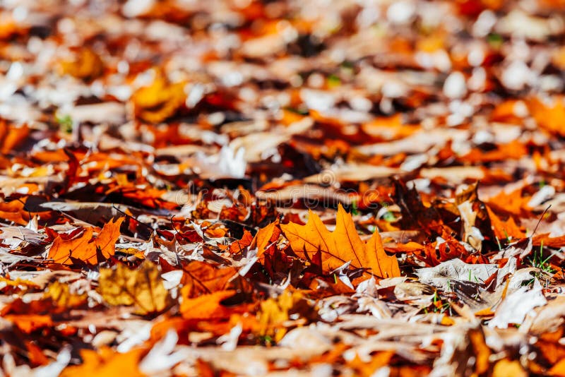 Red Autumn Leaves in Fall Season Stock Photo - Image of leaves, autumn ...