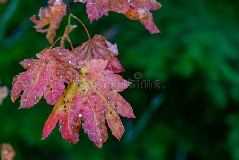 Red Autumn Leaves stock photo. Image of leaf, trees - 263699660