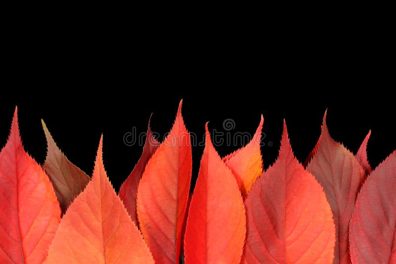 Red Autumn Leaves Forming a Firey Flame Stock Photo - Image of turning ...