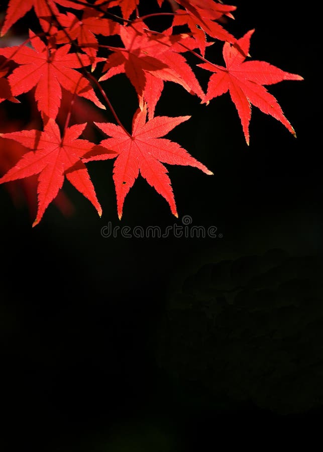 Red Autumn Leaves stock photo. Image of beautiful, vein - 52556152