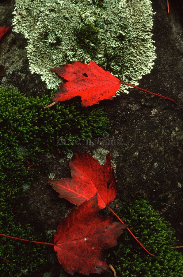 Red Autumn Leaves and Moss Across a Rock Stock Photo - Image of maple ...