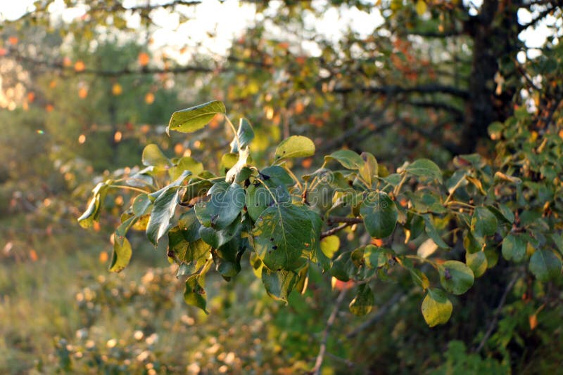 Red Autumn Leaves Pear Tree Stock Image - Image of cotinus, afternoon ...