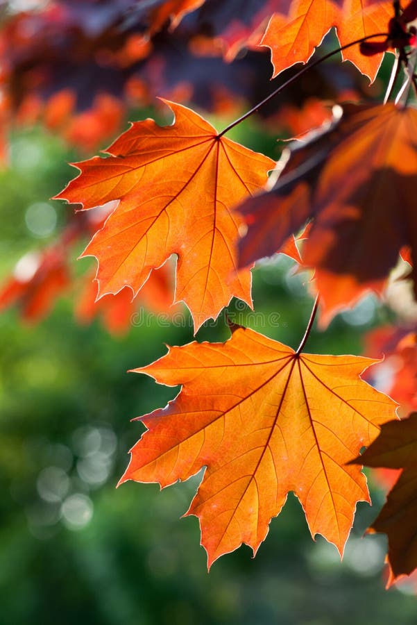 Red autumn leaves stock photo. Image of forest, colored - 31367088