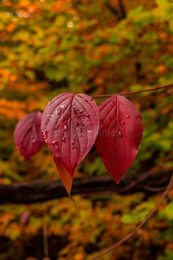 Red autumn leaves stock image. Image of maple, nature - 233393407