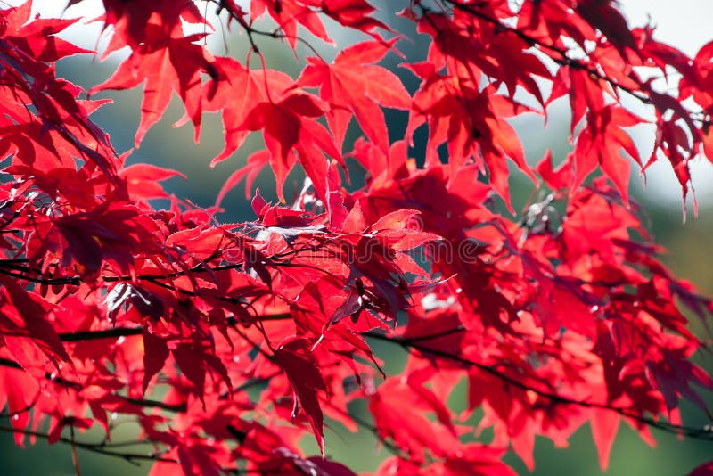Red autumn leaves stock image. Image of vivid, foliage - 35255725