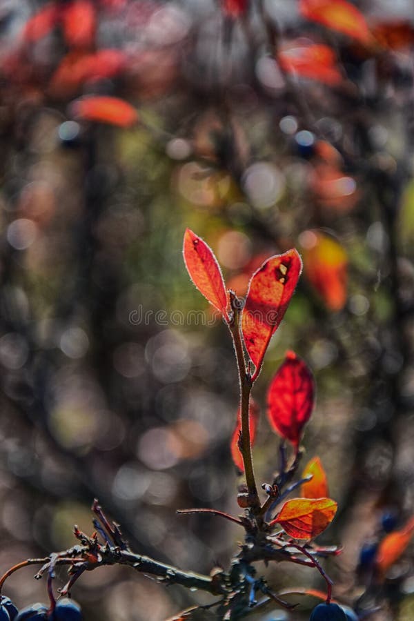 Red Autumn Leaves on a Small Tree Stock Image - Image of spring ...