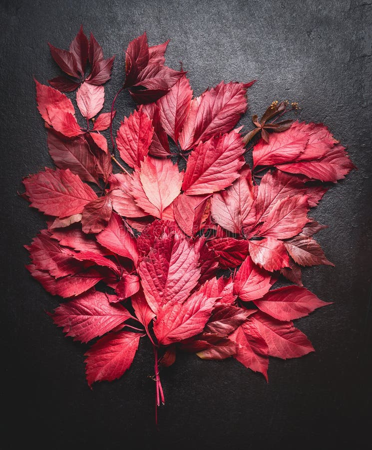 Red Autumn Leaves Still Life on Dark Background , Top View. Fall Leaves ...