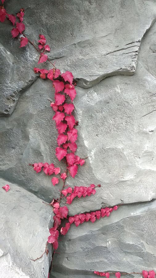 Red Autumn Leaves on a Stone Wall Stock Photo - Image of wall, stone ...