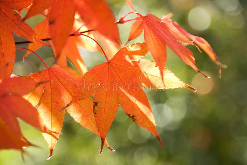 Red Autumn Leaves on Tree stock image. Image of leaves - 1551181