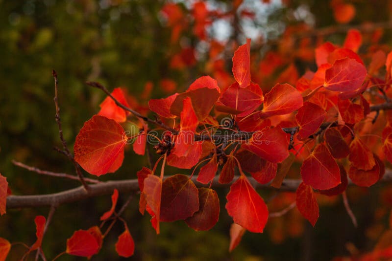Red Autumn Leaves on a Tree Branch Stock Photo - Image of nature, color ...